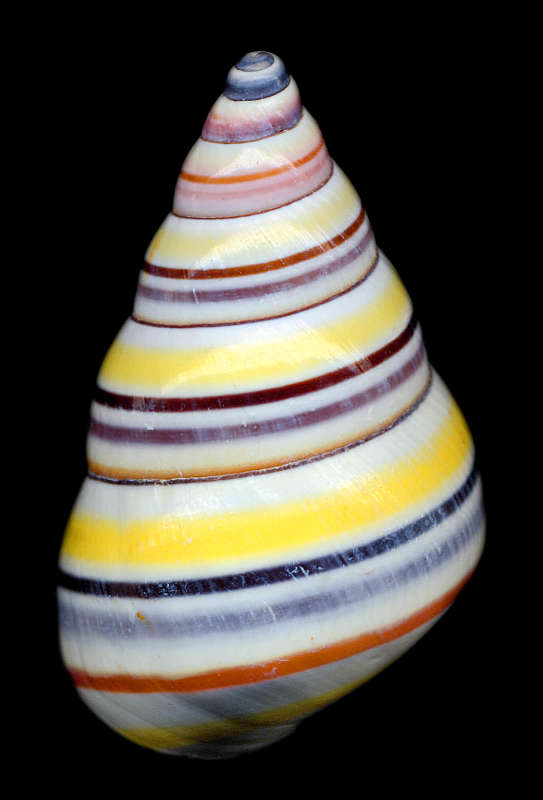 Color Scanography Shells and Butterflies - Harold Feinstein Archive