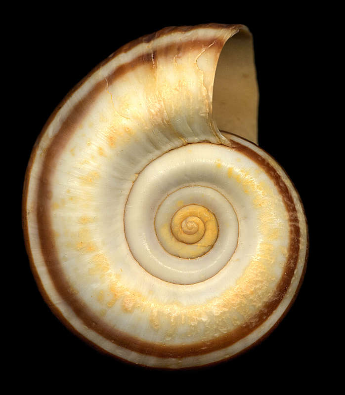 Color Scanography Shells and Butterflies - Harold Feinstein Archive