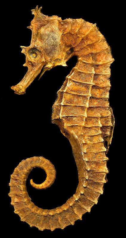 Color Scanography Shells and Butterflies - Harold Feinstein Archive