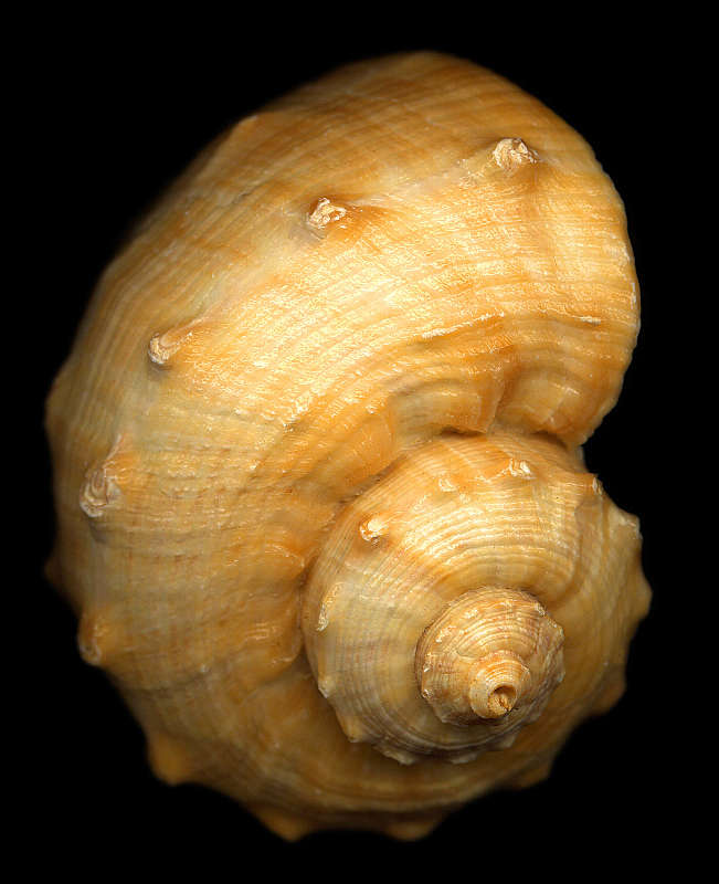 Color Scanography Shells and Butterflies - Harold Feinstein Archive