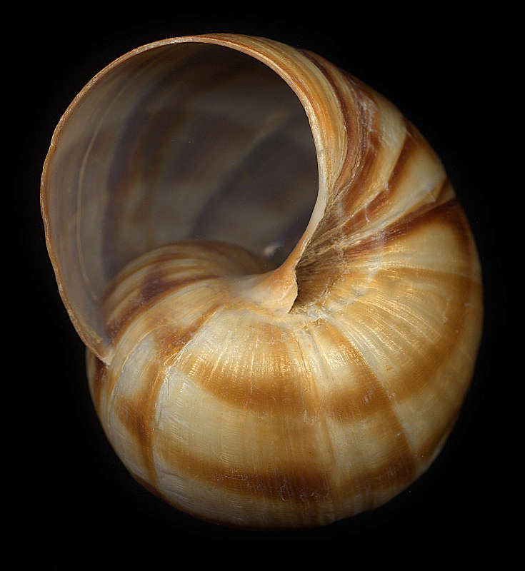 Color Scanography Shells and Butterflies - Harold Feinstein Archive