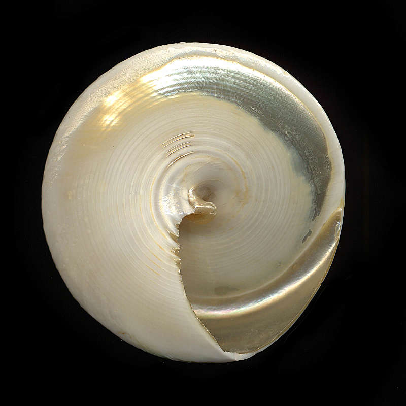 Color Scanography Shells and Butterflies - Harold Feinstein Archive