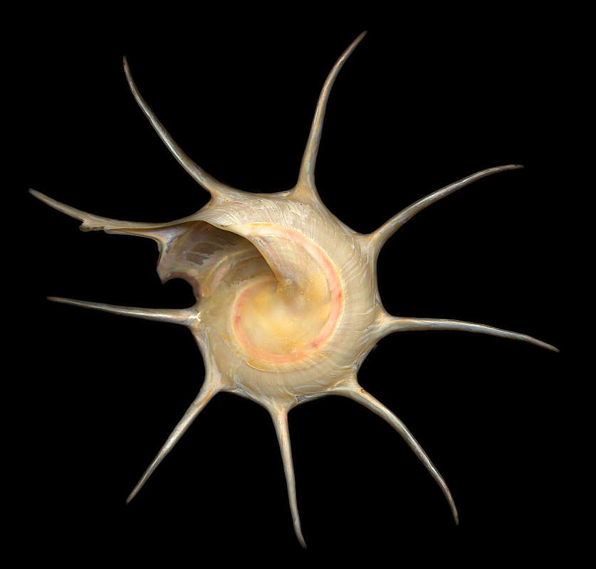 Color Scanography Shells and Butterflies - Harold Feinstein Archive