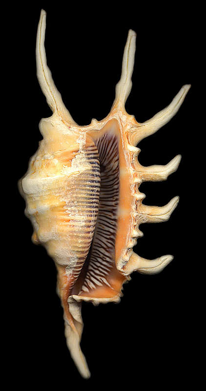 Color Scanography Shells and Butterflies - Harold Feinstein Archive