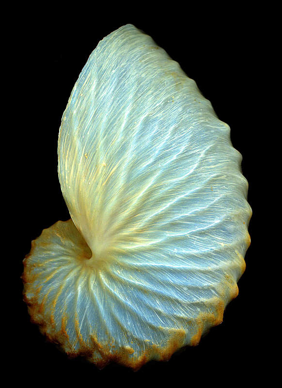 Color Scanography Shells and Butterflies - Harold Feinstein Archive