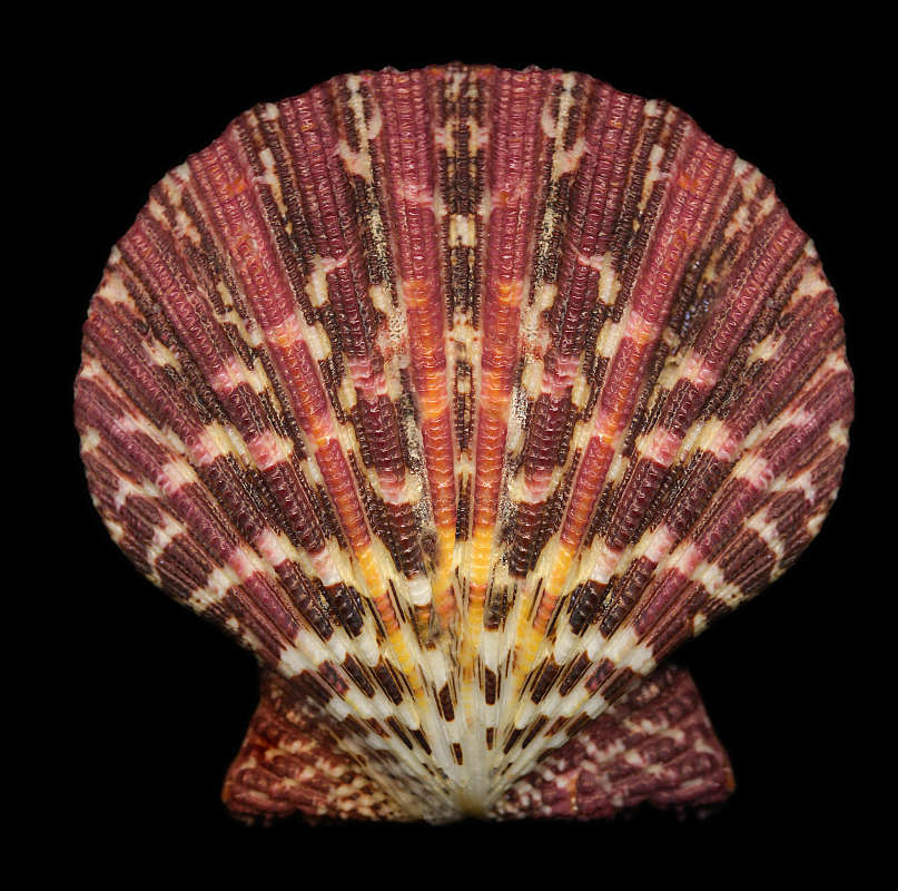 Color Scanography Shells and Butterflies - Harold Feinstein Archive