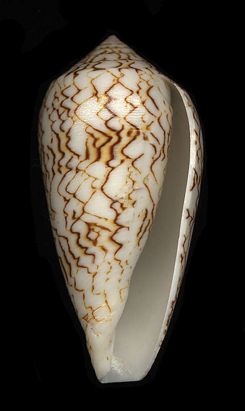 Color Scanography Shells and Butterflies - Harold Feinstein Archive