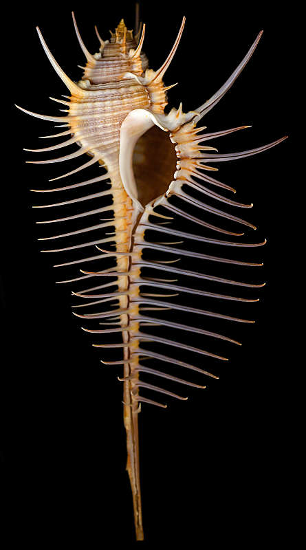 Color Scanography Shells and Butterflies - Harold Feinstein Archive
