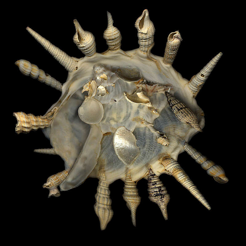 Color Scanography Shells and Butterflies - Harold Feinstein Archive