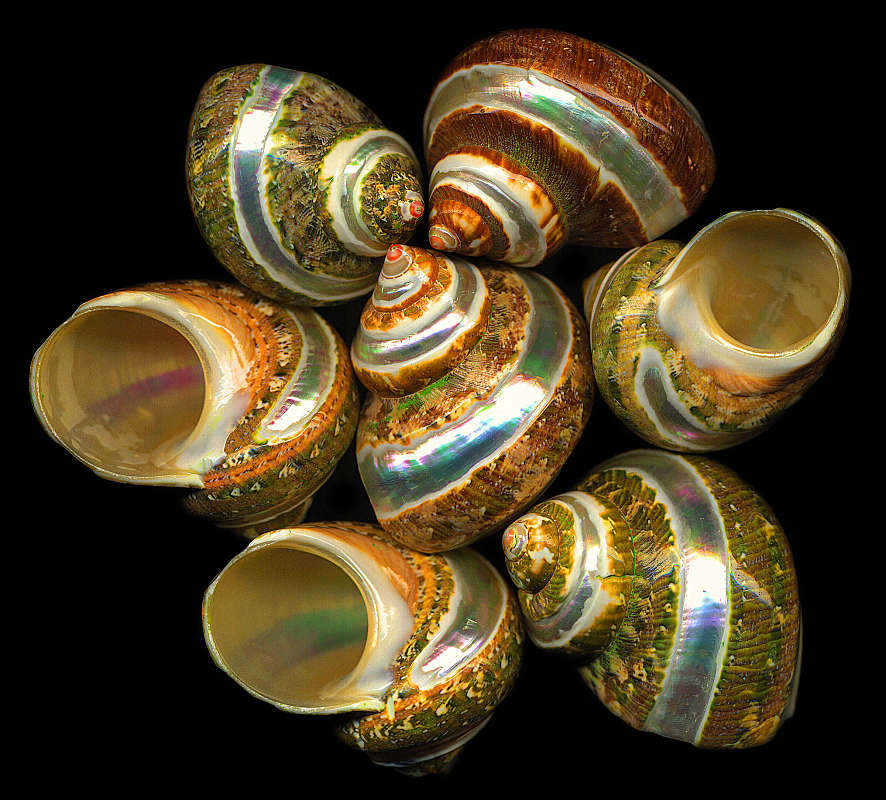 Color Scanography Shells and Butterflies - Harold Feinstein Archive