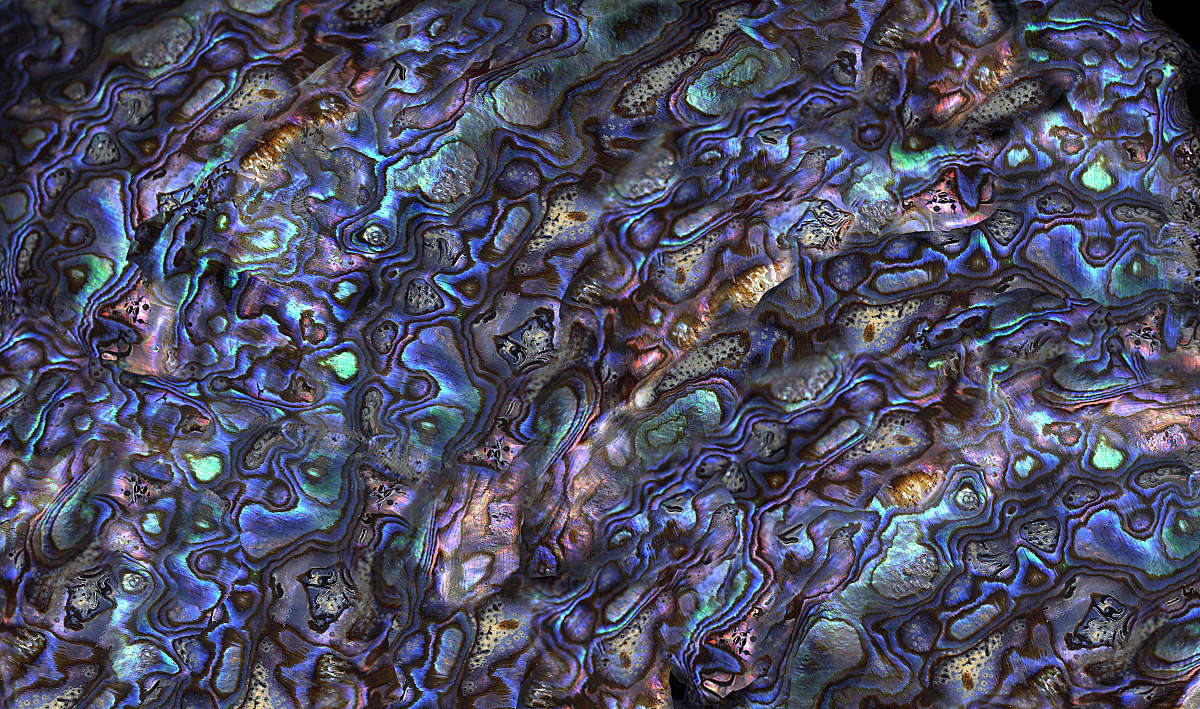 Color Scanography Shells and Butterflies - Harold Feinstein Archive