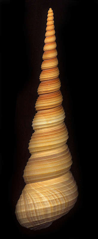 Color Scanography Shells and Butterflies - Harold Feinstein Archive