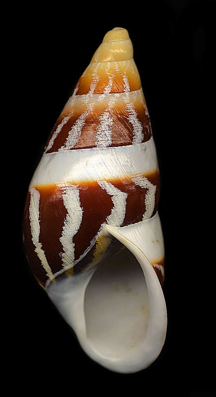 Color Scanography Shells and Butterflies - Harold Feinstein Archive