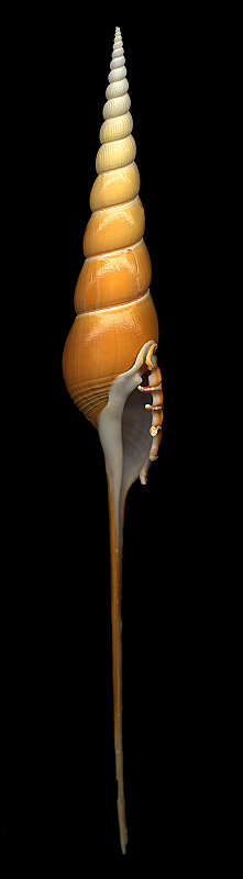 Color Scanography Shells and Butterflies - Harold Feinstein Archive