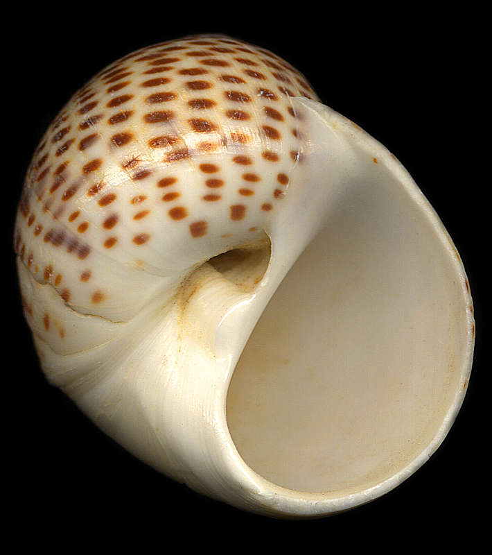 Color Scanography Shells and Butterflies - Harold Feinstein Archive