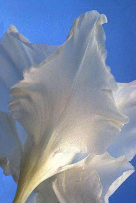 Skyflower Series (1980-1982) - Harold Feinstein Archive