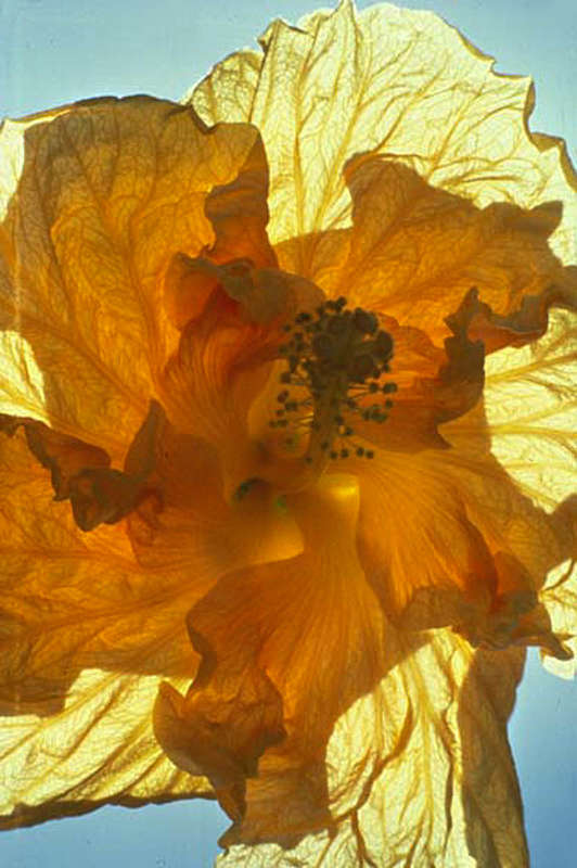 Skyflower Series (1980-1982) - Harold Feinstein Archive