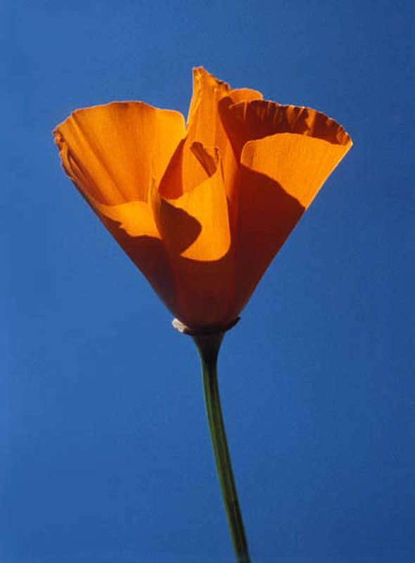 Skyflower Series (1980-1982) - Harold Feinstein Archive