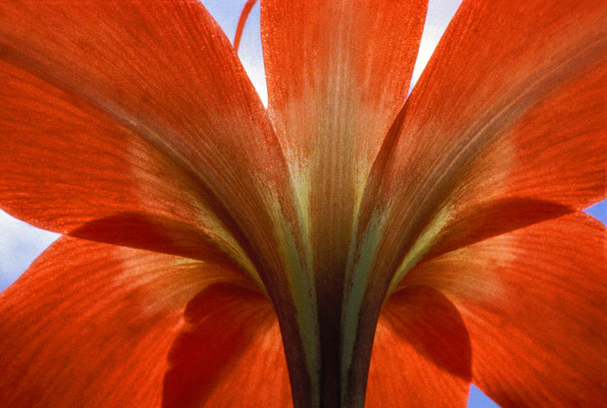 Skyflower Series (1980-1982) - Harold Feinstein Archive
