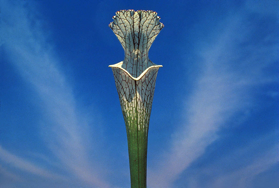 Skyflower Series (1980-1982) - Harold Feinstein Archive