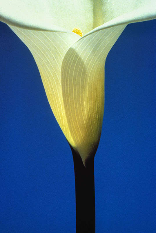 Skyflower Series (1980-1982) - Harold Feinstein Archive