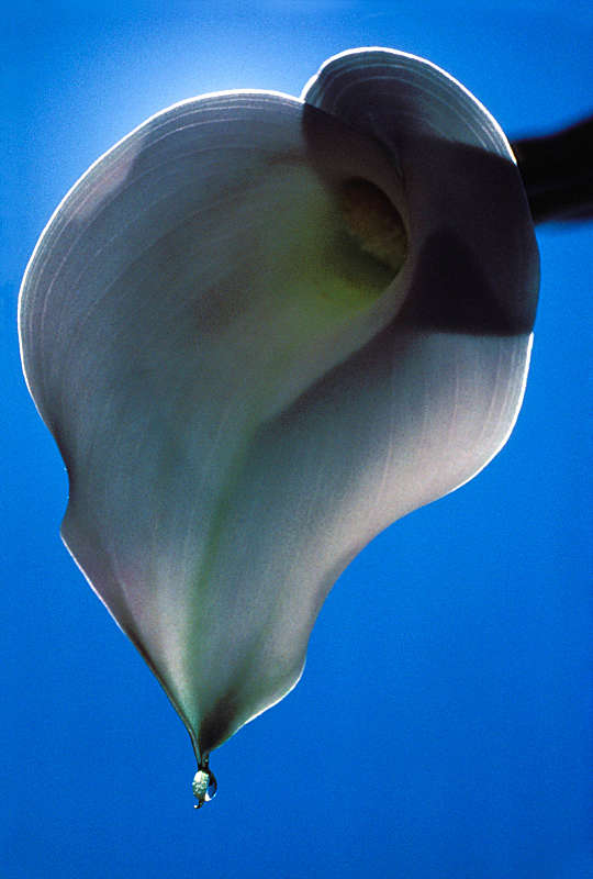 Skyflower Series (1980-1982) - Harold Feinstein Archive