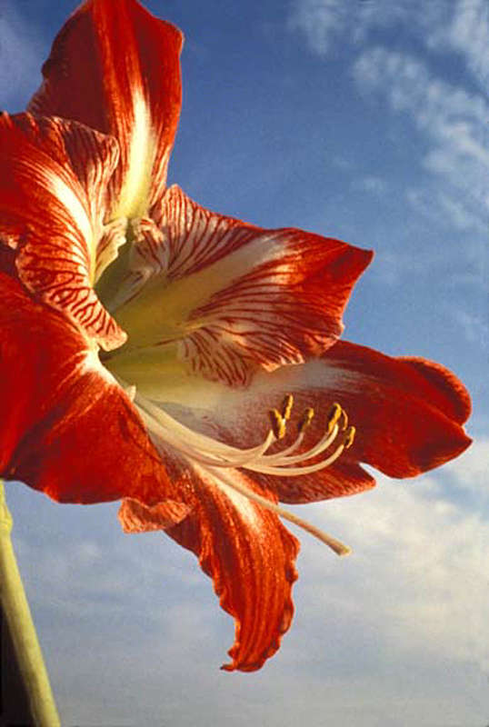 Skyflower Series (1980-1982) - Harold Feinstein Archive