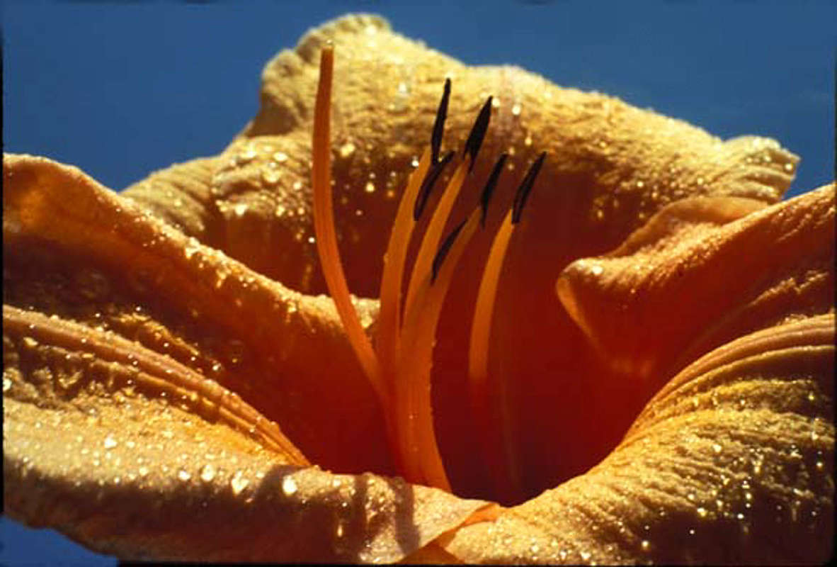 Skyflower Series (1980-1982) - Harold Feinstein Archive