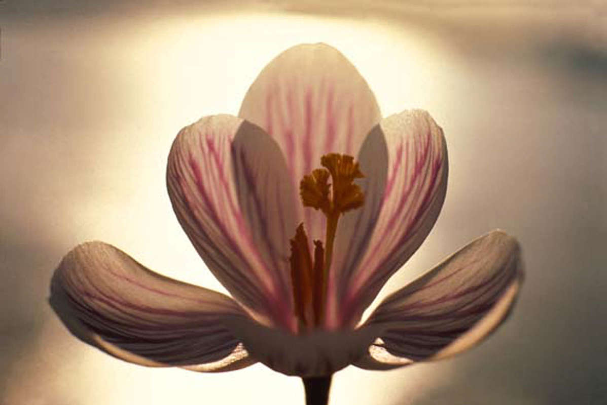 Skyflower Series (1980-1982) - Harold Feinstein Archive