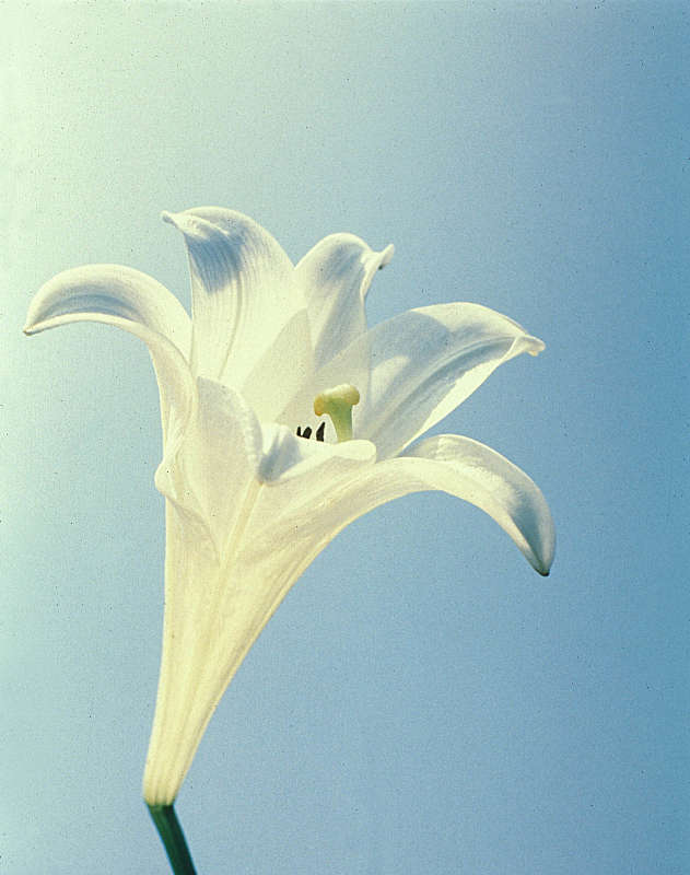 Skyflower Series (1980-1982) - Harold Feinstein Archive