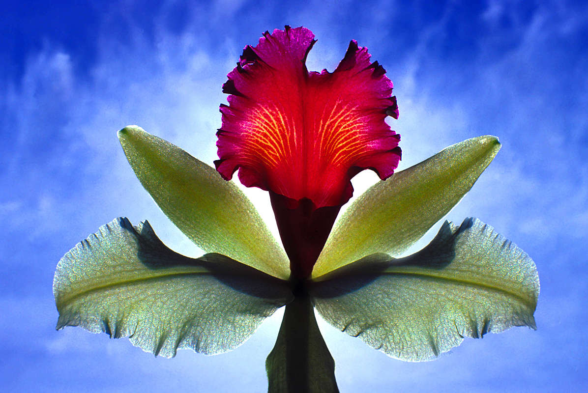 Skyflower Series (1980-1982) - Harold Feinstein Archive
