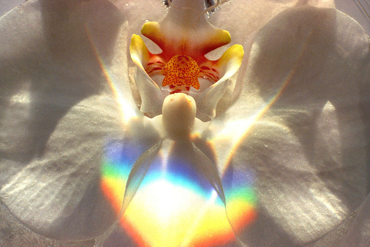 Skyflower Series (1980-1982) - Harold Feinstein Archive