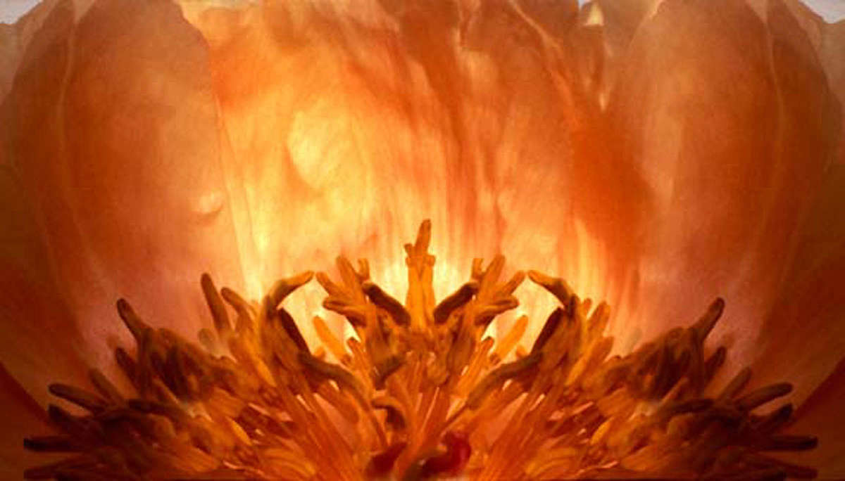 Skyflower Series (1980-1982) - Harold Feinstein Archive