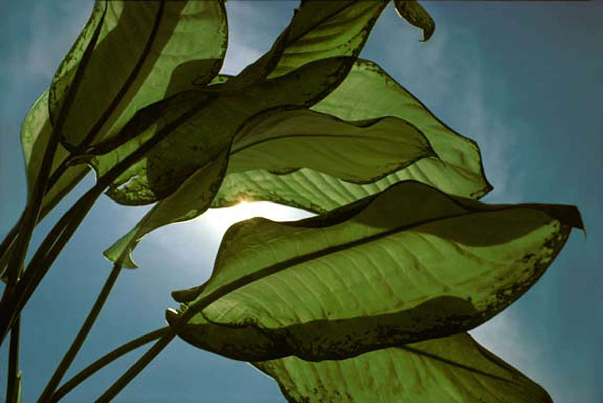 Skyflower Series (1980-1982) - Harold Feinstein Archive