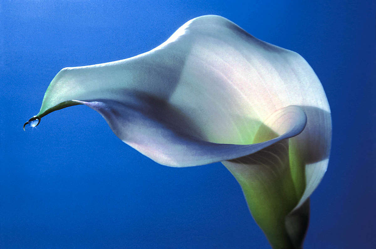 Skyflower Series (1980-1982) - Harold Feinstein Archive