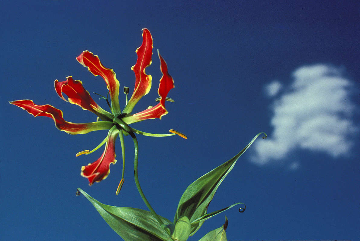 Skyflower Series (1980-1982) - Harold Feinstein Archive