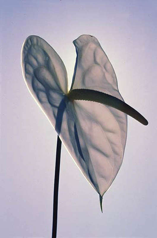 Skyflower Series (1980-1982) - Harold Feinstein Archive