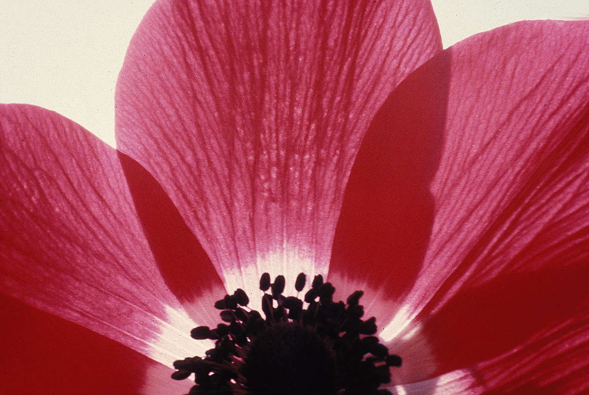 Skyflower Series (1980-1982) - Harold Feinstein Archive