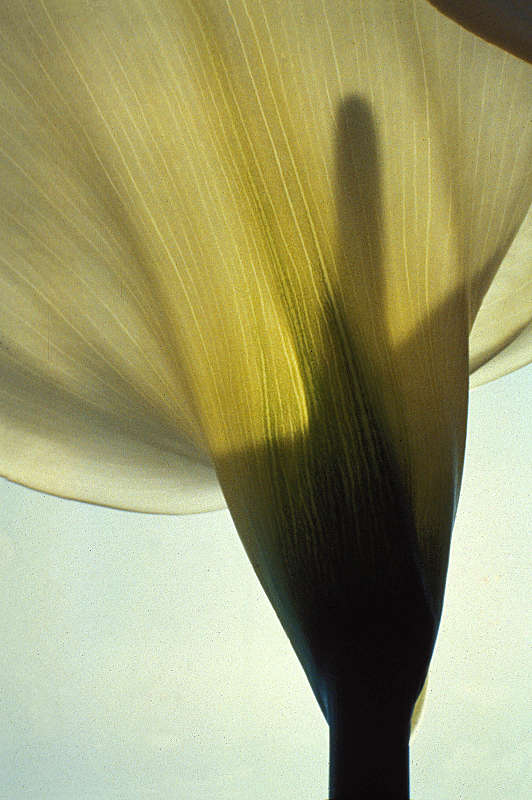 Skyflower Series (1980-1982) - Harold Feinstein Archive