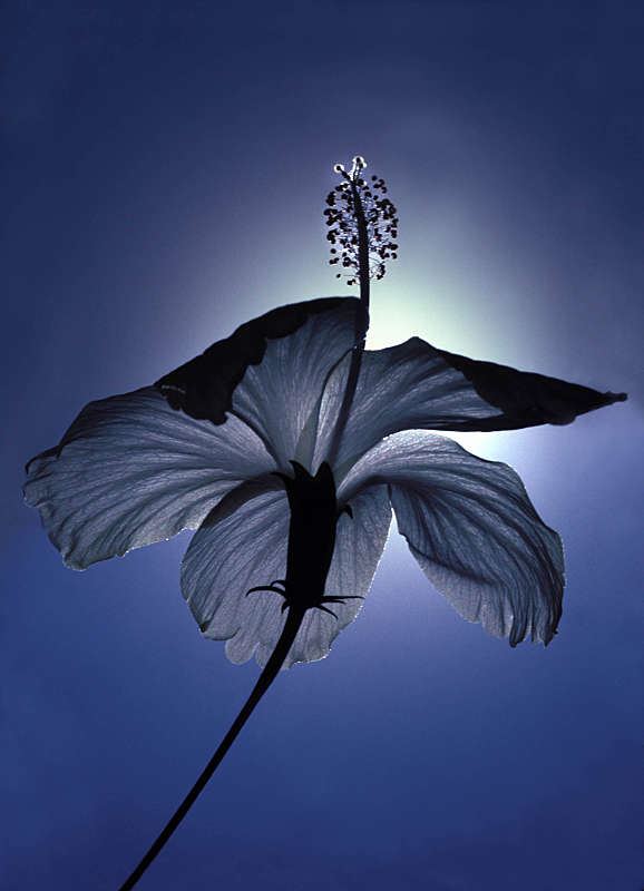 Skyflower Series (1980-1982) - Harold Feinstein Archive