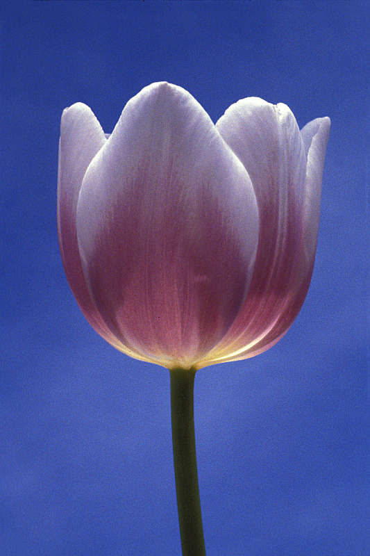 Skyflower Series (1980-1982) - Harold Feinstein Archive