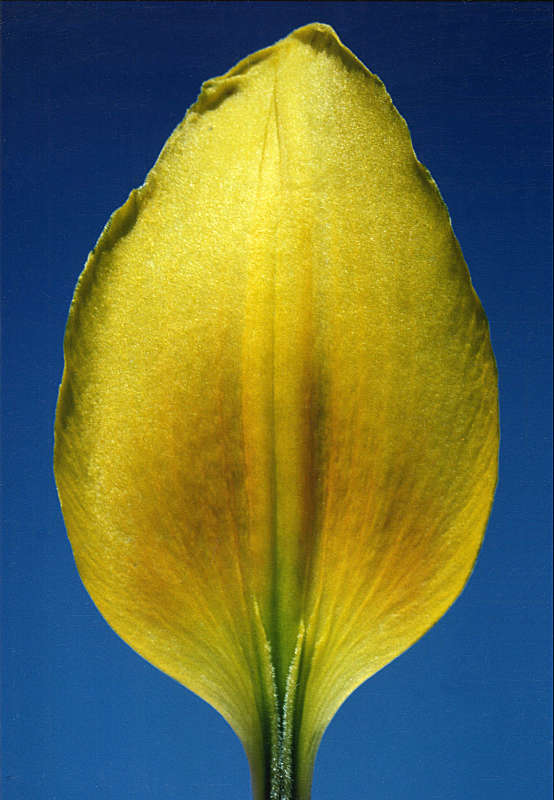 Skyflower Series (1980-1982) - Harold Feinstein Archive