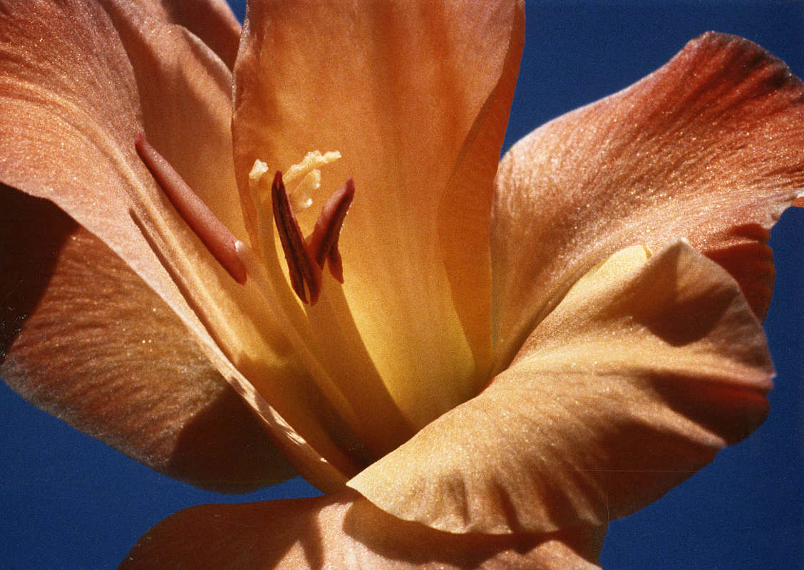 Skyflower Series (1980-1982) - Harold Feinstein Archive