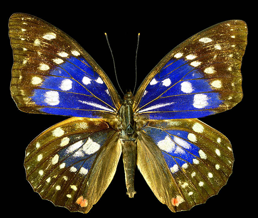 Color Scanography Shells and Butterflies - Harold Feinstein Archive