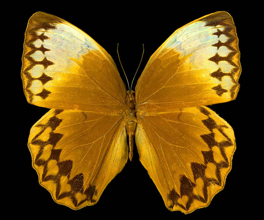 Color Scanography Shells and Butterflies - Harold Feinstein Archive