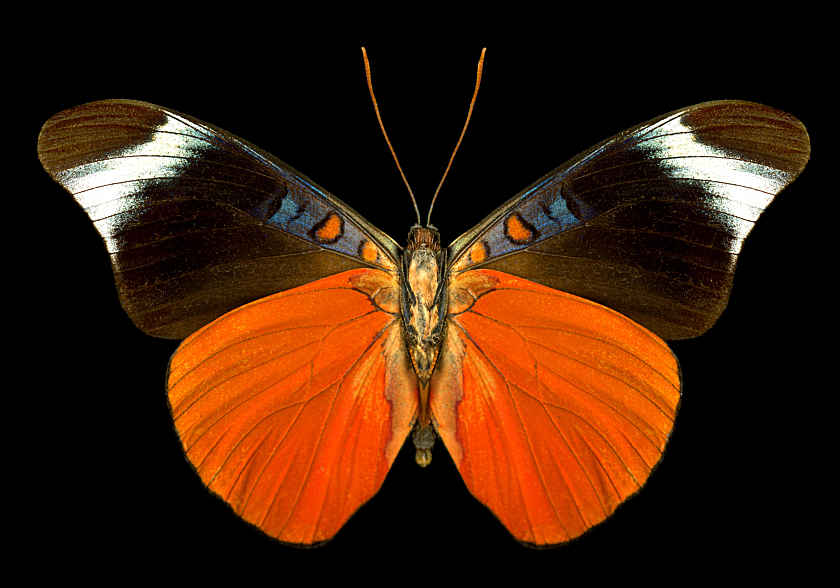 Color Scanography Shells and Butterflies - Harold Feinstein Archive