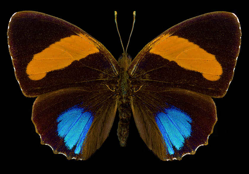 Color Scanography Shells and Butterflies - Harold Feinstein Archive