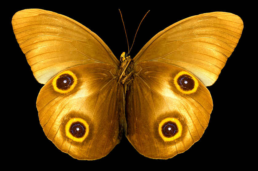 Color Scanography Shells and Butterflies - Harold Feinstein Archive