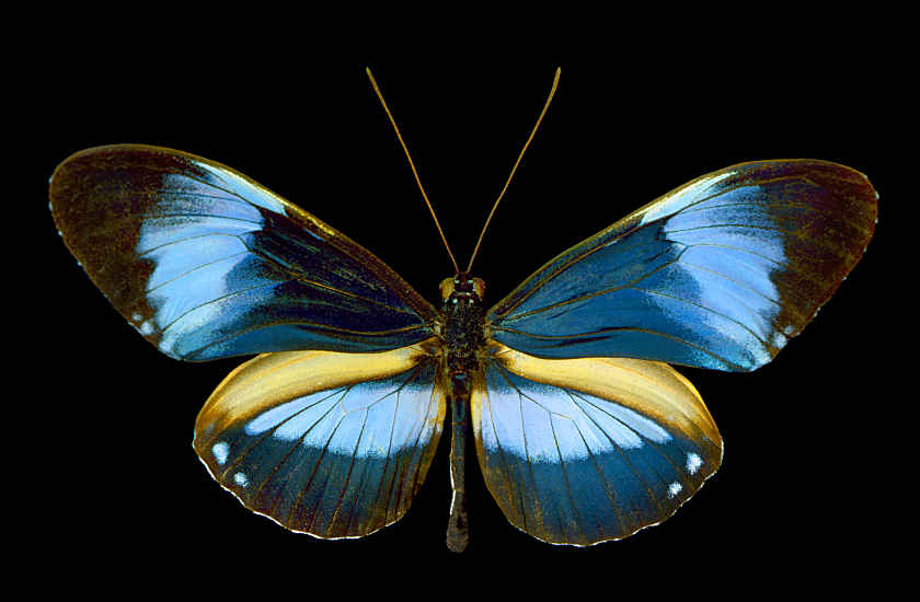 Color Scanography Shells and Butterflies - Harold Feinstein Archive