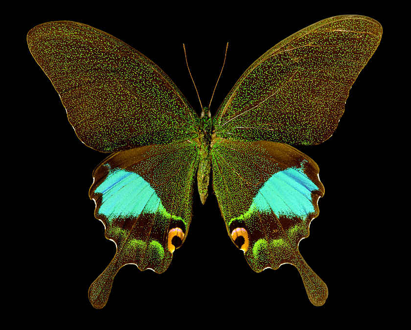 Color Scanography Shells and Butterflies - Harold Feinstein Archive